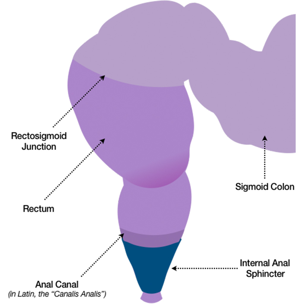 Tissues Browse | CellSTAR